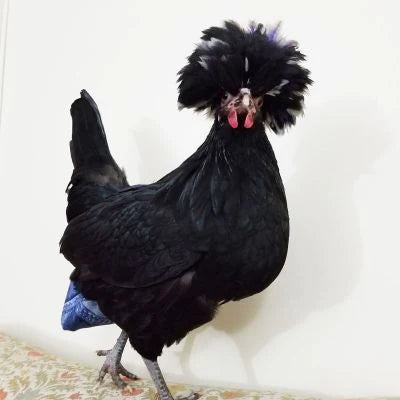 Chickens – Feather Wear Shop